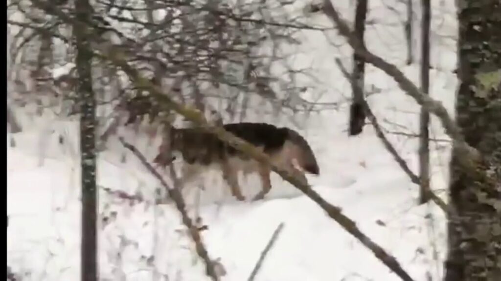 100 YEARS AGO THIS WEEK: Bad Luck Wolf Hunt At Karlstad, MN - iNewZ