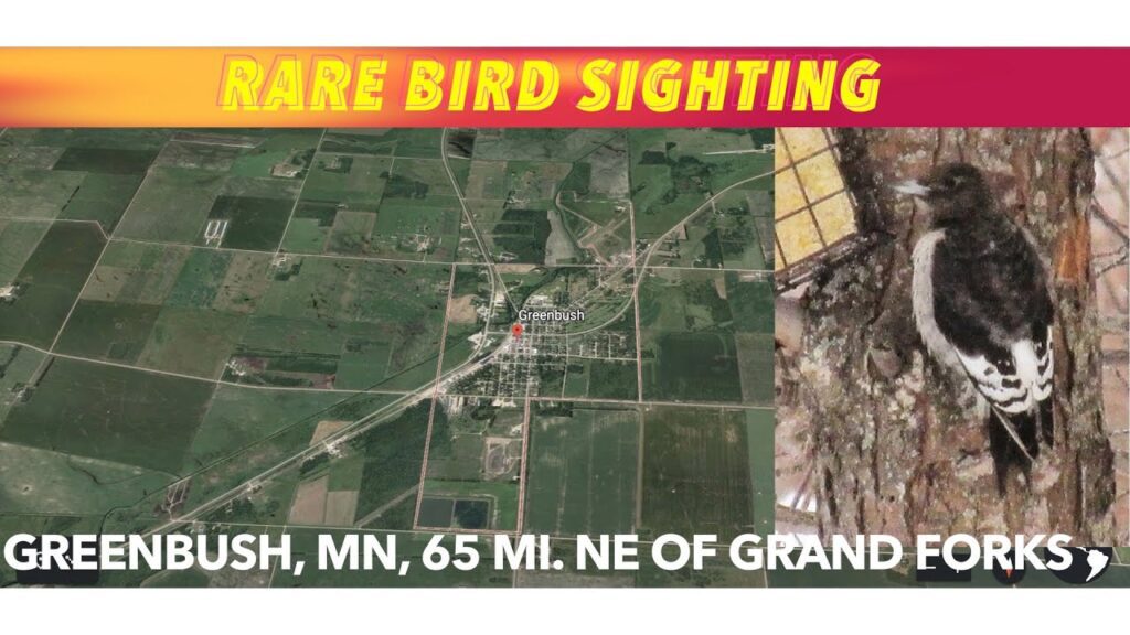 rare bird sighting Archives - iNewZ