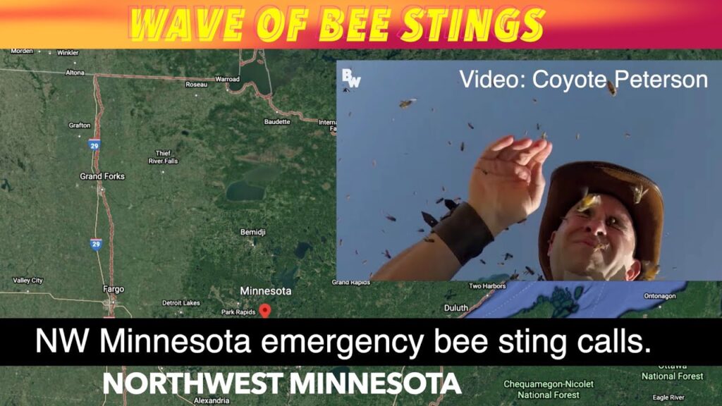 Wave Of Bee Stings In Northwest Minnesota - iNewZ