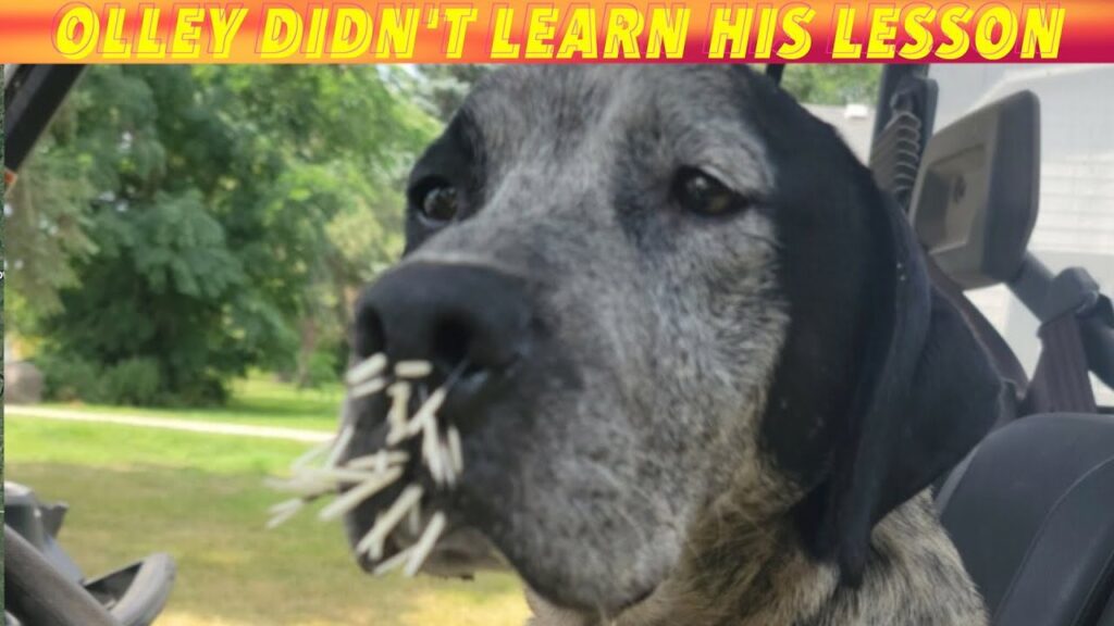 Olley Didn't Learn His Lesson - iNewZ