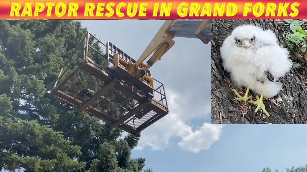 Raptor Rescue In Grand Forks - iNewZ