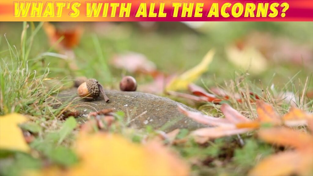 What's With All The Acorns? - iNewZ