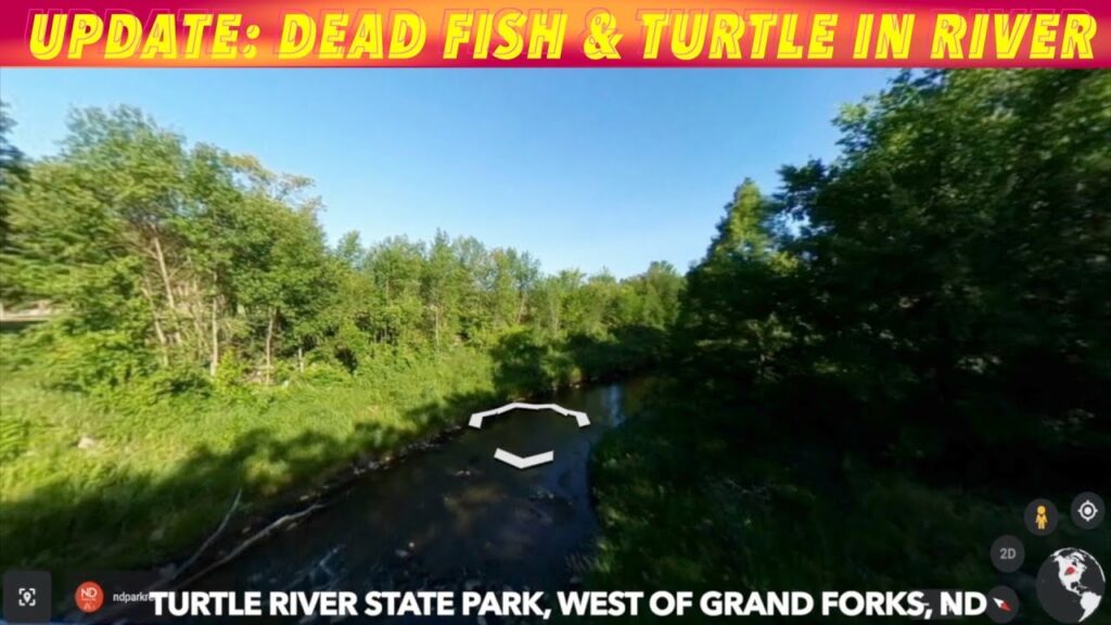 UPDATE: Dead Fish & Turtle Spotted Floating In Turtle River - iNewZ