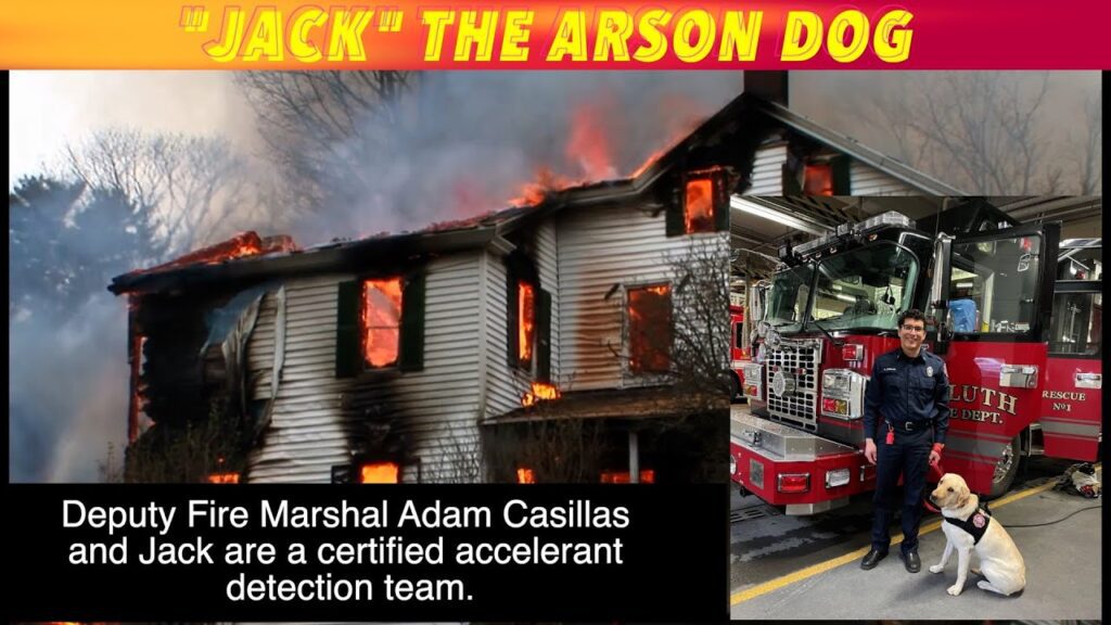 Meet "Jack" The Arson Dog - iNewZ