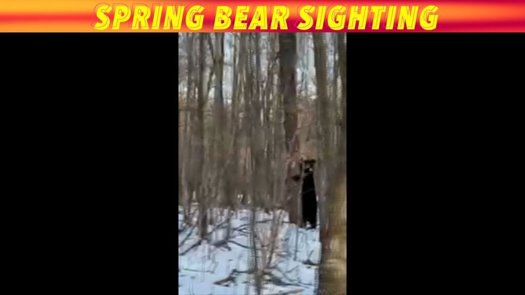 Spring Bear Sighting - iNewZ