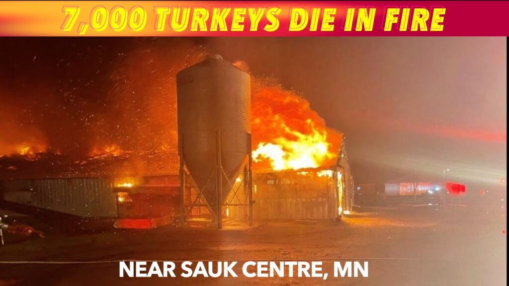 7,000 Turkeys Die In Fire - iNewZ