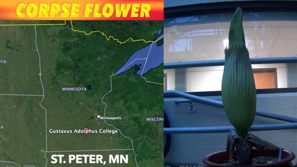 Minnesota's Corpse Flower - iNewZ