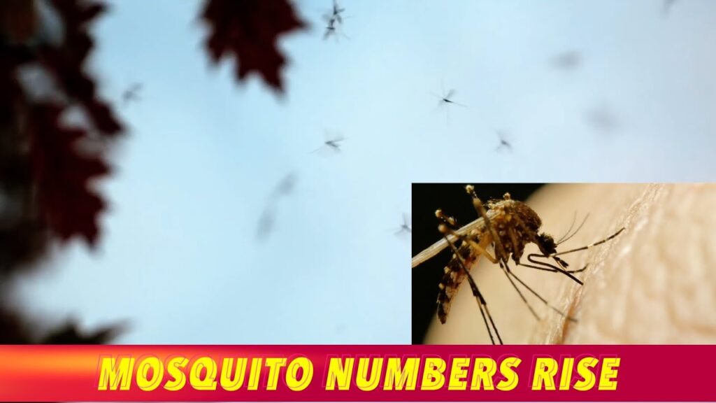 Mosquito Numbers Rise With The Rain - iNewZ