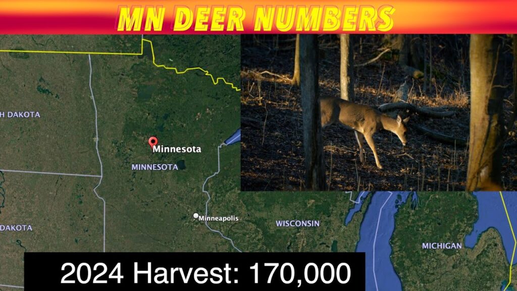 Minnesota Deer Numbers - iNewZ